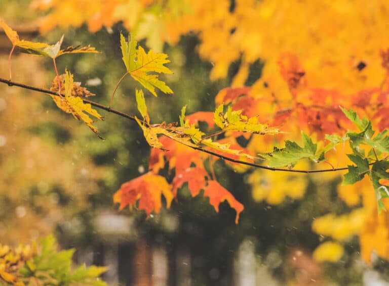 12 Best Places to Visit in the Midwest for Fall Color 2025